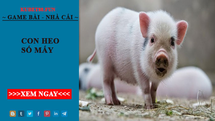 Con heo số mấy ? Mơ thấy heo đánh con gì 100% trúng